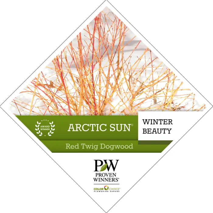 Proven Winners® ColorChoice® Arctic Sun® Cornus Tag - Spring Meadow Nursery