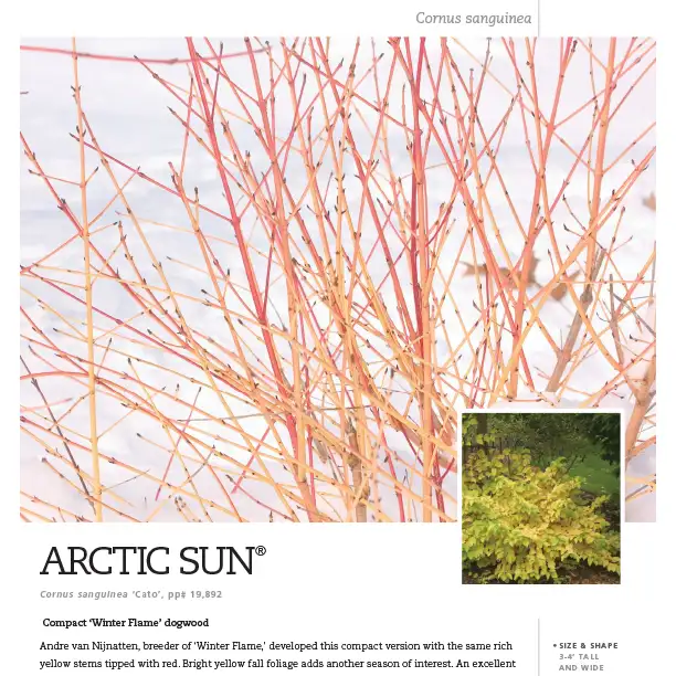 Proven Winners® ColorChoice® Arctic Sun® Cornus Landscape Spec Sheet ...