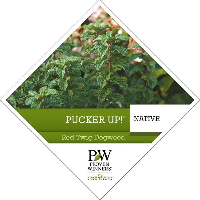 Proven Winners® ColorChoice® Pucker Up!® Cornus Tag - Spring Meadow Nursery