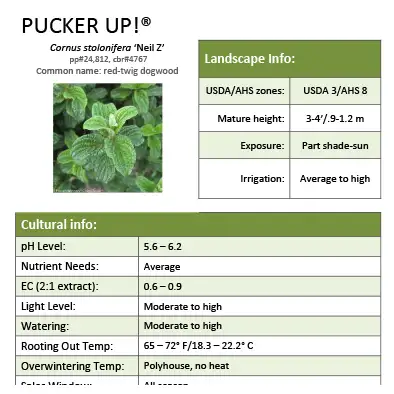 Growing Tips for Proven Winners® ColorChoice® Pucker Up!® Cornus ...