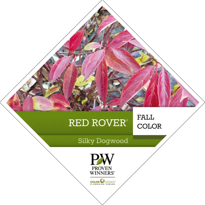 Proven Winners® ColorChoice® Red Rover® Cornus Tag - Spring Meadow Nursery