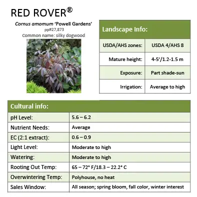 Growing Tips for Proven Winners® ColorChoice® Red Rover® Cornus ...