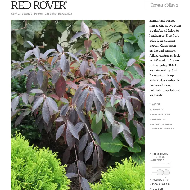 Proven Winners® ColorChoice® Red Rover® Cornus Landscape Spec Sheet ...