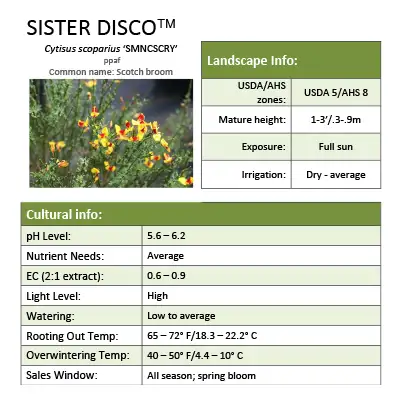 Sister Disco cytisus grower sheet - Spring Meadow Nursery