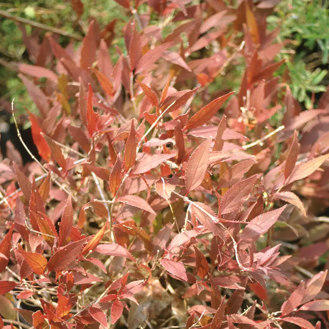 Deutzia Nikko | Spring Meadow - wholesale liners - Spring Meadow Nursery
