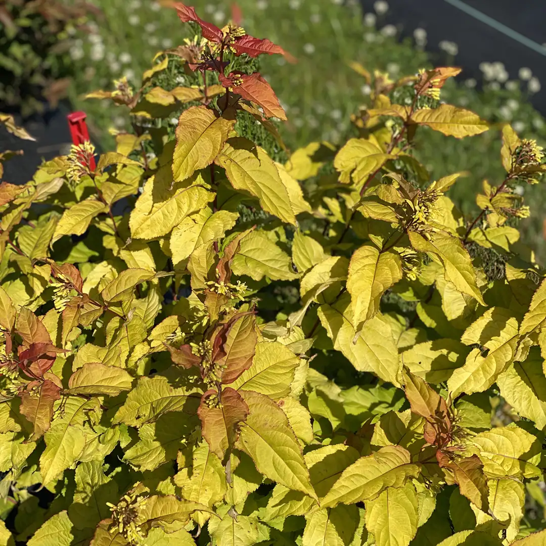 Kodiak Fresh Diervilla | Spring Meadow - wholesale liners - Spring ...