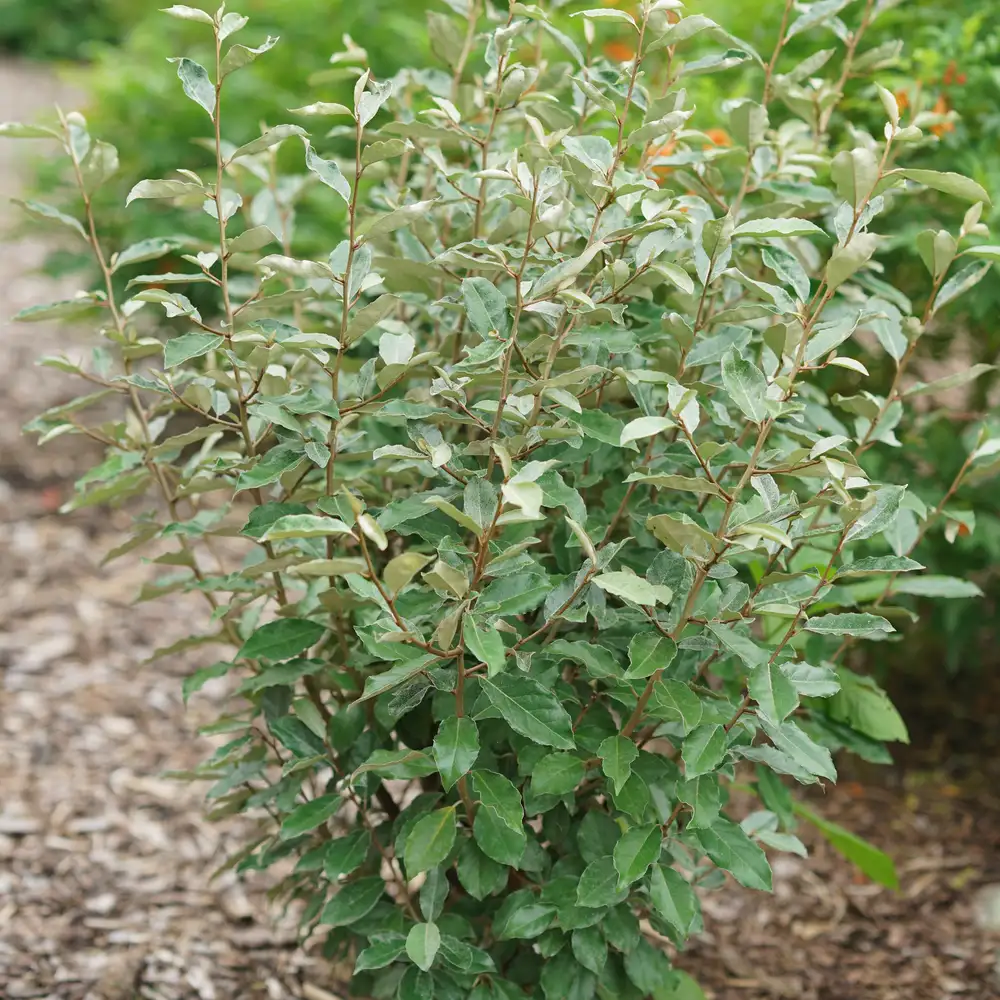 Mr. Smooth Seedless Elaeagnus | Spring Meadow - wholesale liners ...