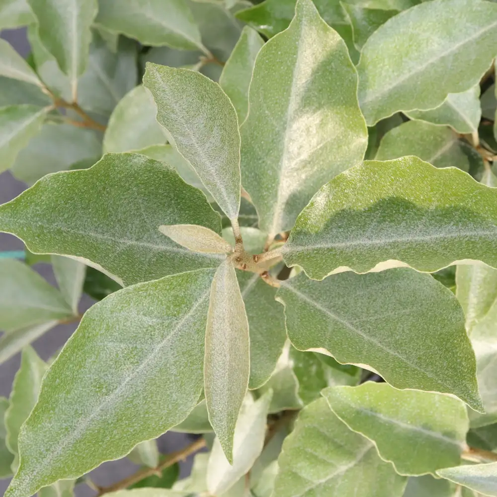 Mr. Smooth Seedless Elaeagnus | Spring Meadow - wholesale liners ...