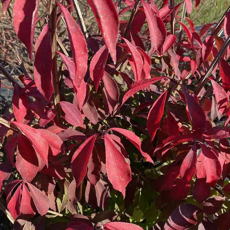Fire Ball Seedless burning bush | Spring Meadow - wholesale liners ...
