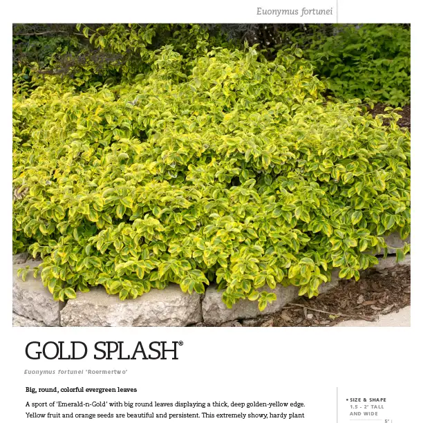 Gold Splash euonymus spec sheet - Spring Meadow Nursery