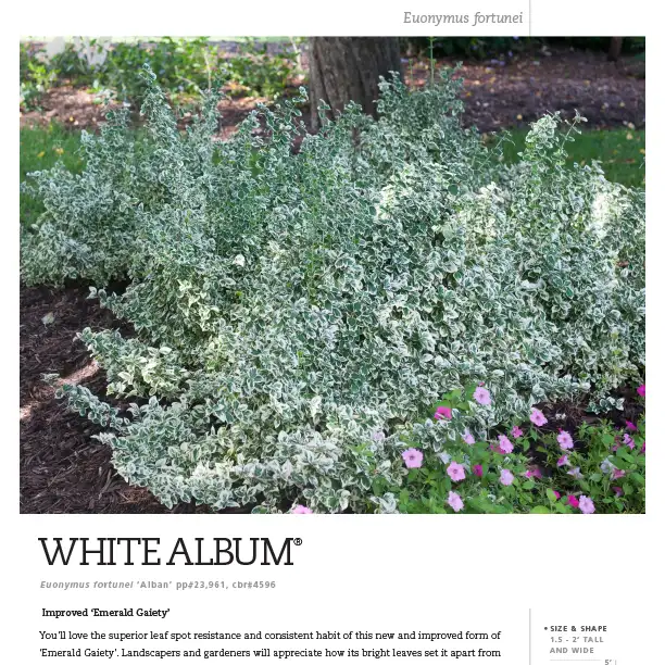 White Album euonymus spec sheet - Spring Meadow Nursery