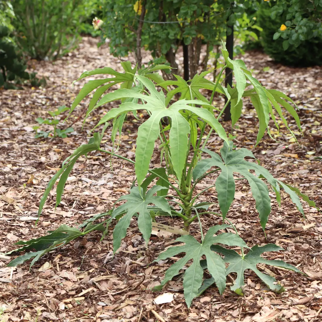 fatsia polycarpa