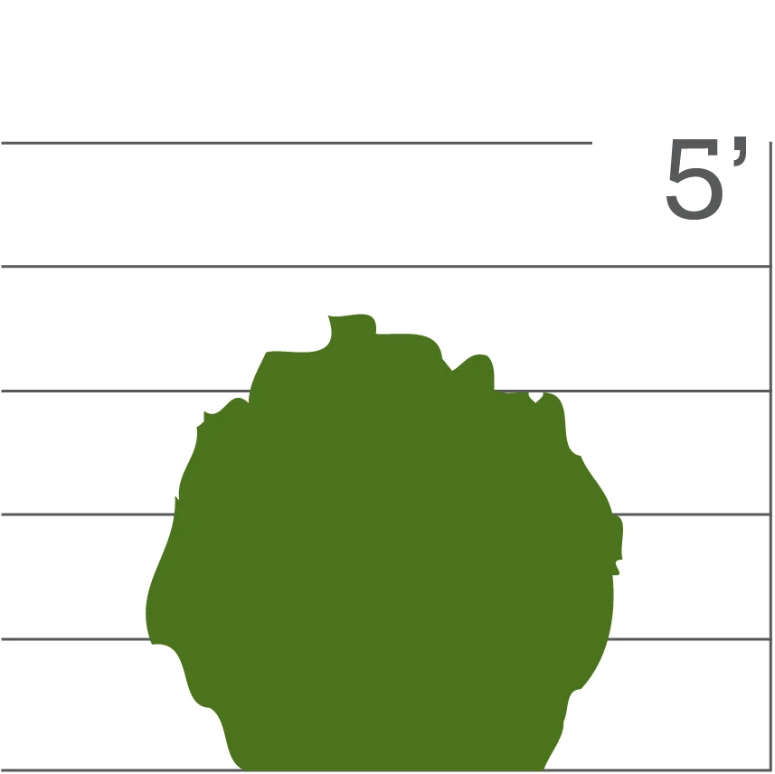 Lime Glow Barberry | Spring Meadow - wholesale liners - Spring Meadow ...