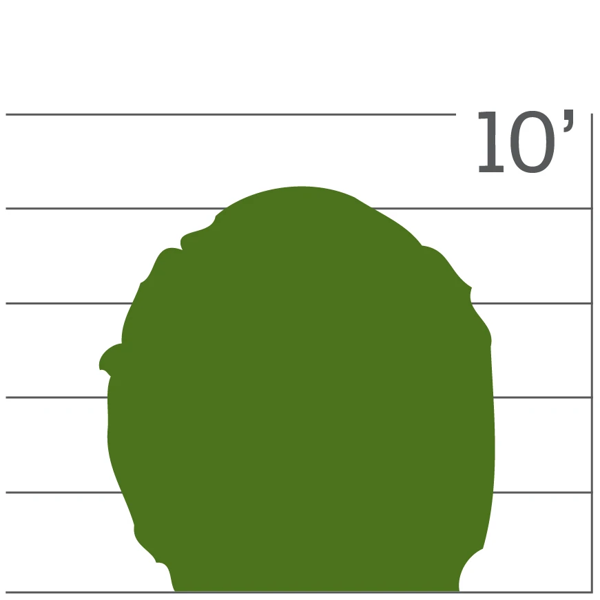 Sputnik Cephalanthus | Spring Meadow - wholesale liners - Spring Meadow ...