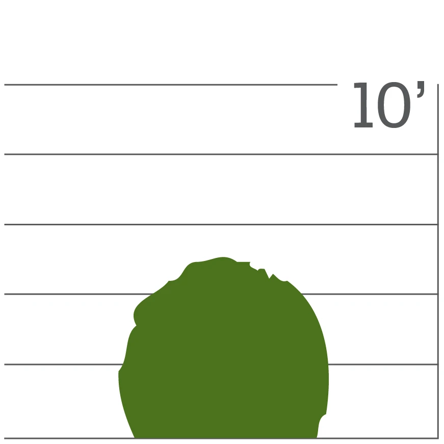 Red Rover Cornus | Spring Meadow - wholesale liners - Spring Meadow Nursery