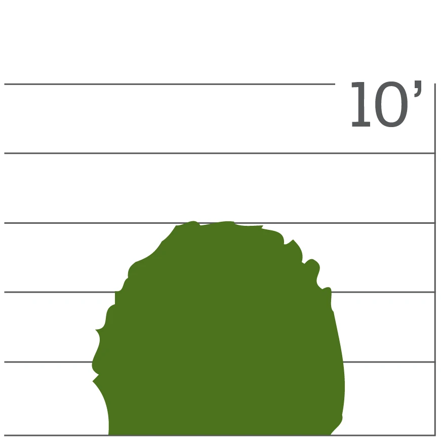 Fire Ball Euonymus | Spring Meadow - wholesale liners - Spring Meadow ...