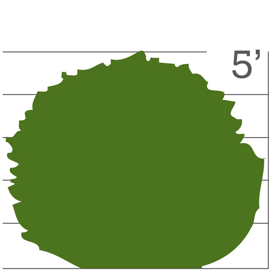 Sprite Hippophae | Spring Meadow - wholeasale liners - Spring Meadow ...