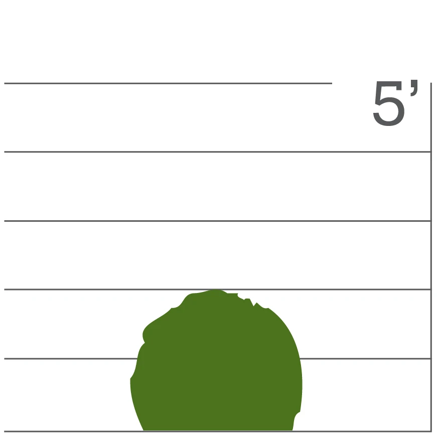 Cityline Venice Hydrangea | Spring Meadow - wholesale liners - Spring ...