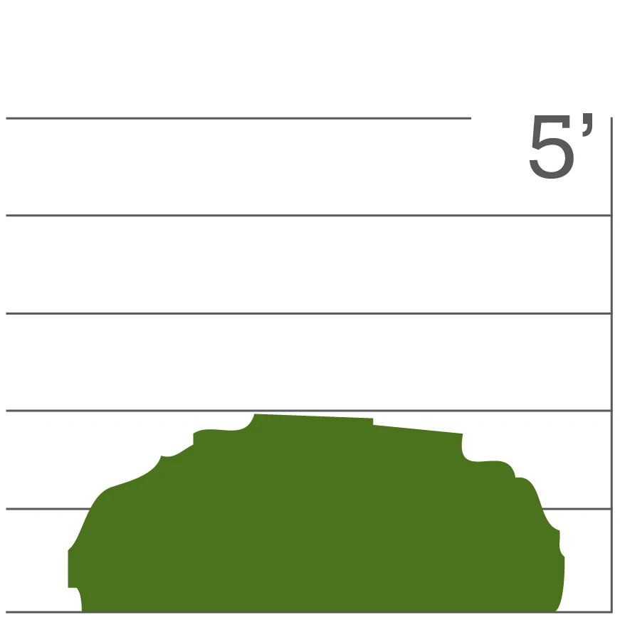 Microbiota decussata | Spring Meadow - wholesale liners - Spring Meadow ...