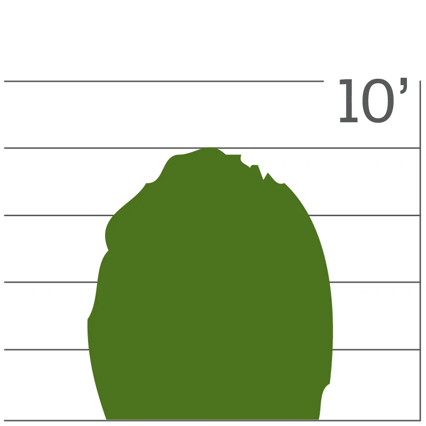 Weston's Lemon Drop Azalea | Spring Meadow - wholesale liners - Spring ...