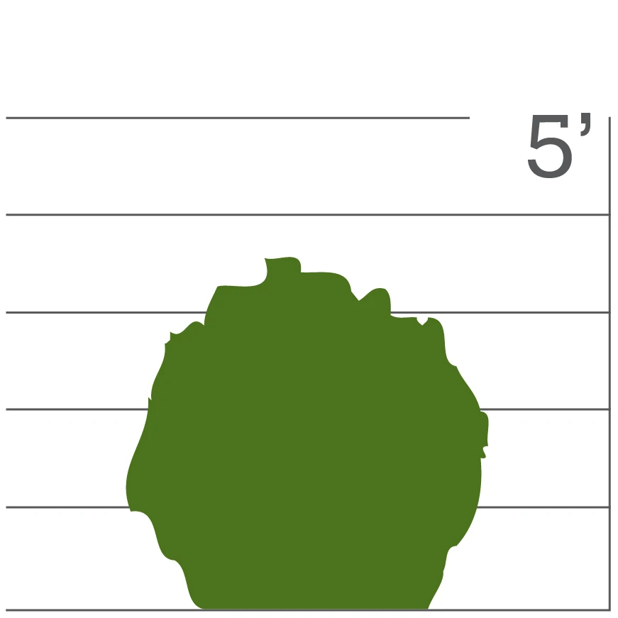 Snow Storm Spiraea | Spring Meadow - wholesale liners - Spring Meadow ...