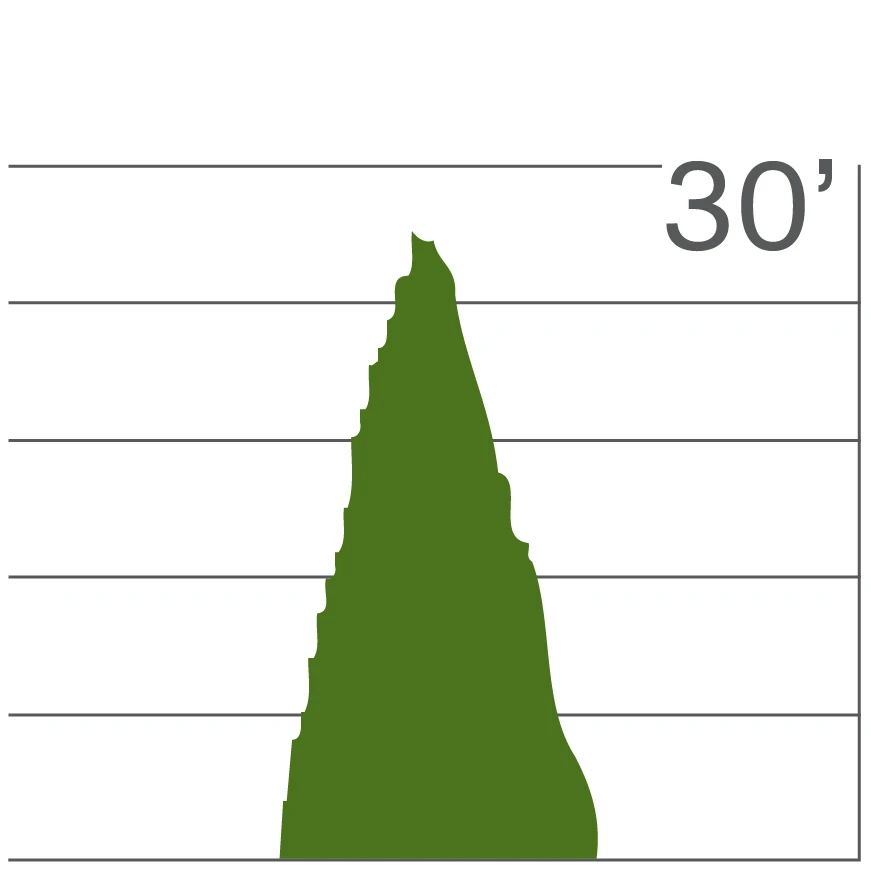 Spring Grove Thuja | Spring Meadow - wholesale liners - Spring Meadow ...