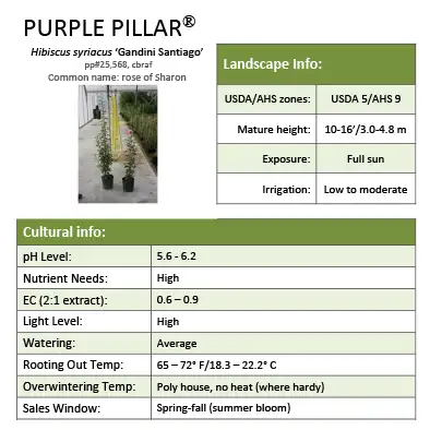 Growing Tips for Proven Winners® ColorChoice® Purple Pillar® Hibiscus ...