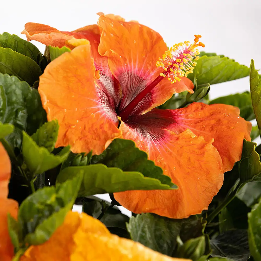 HOLLYWOOD HIBISCUS® DISCO DIVA™ | Spring Meadow - wholesale liners ...