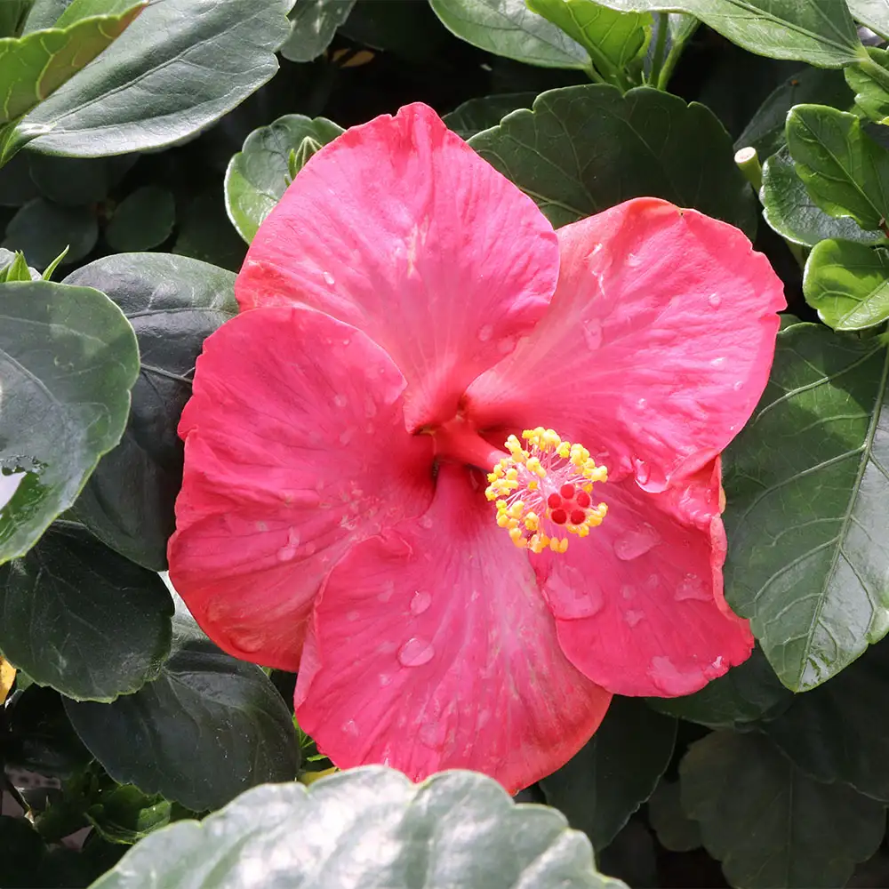 HOLLYWOOD HIBISCUS® FIRST LADY™ | Spring Meadow - wholesale liners ...