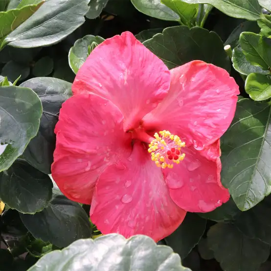 HOLLYWOOD HIBISCUS® DISCO DIVA™ | Spring Meadow - wholesale liners ...