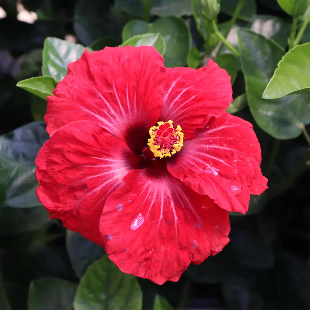 HOLLYWOOD HIBISCUS® HOT SHOT™ | Spring Meadow - wholesale liners ...