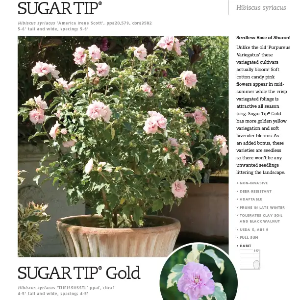 Sugar Tip Hibiscus Spec Sheet - Spring Meadow Nursery