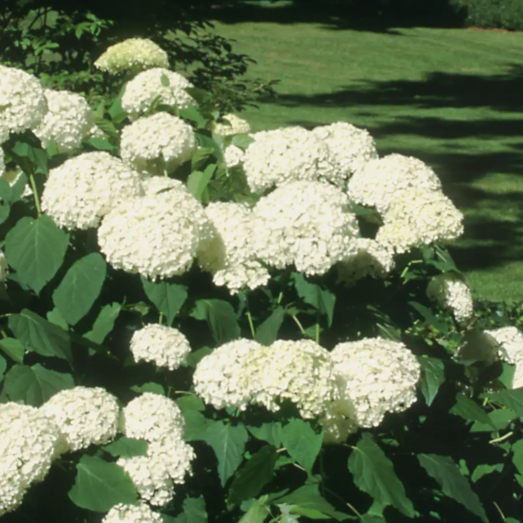 Annabelle Hydrangea | Spring Meadow - wholesale liners - Spring Meadow ...
