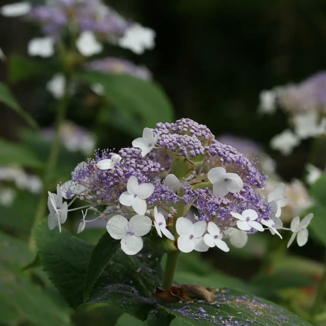 Blue Bunny Hydrangea | Spring Meadow - wholesale liners - Spring Meadow ...