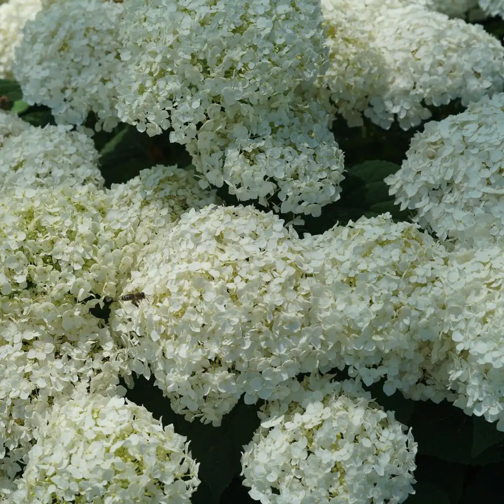 white hydrangea uk
