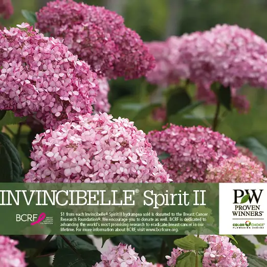 Proven Winners® ColorChoice® Invincibelle® Spirit II Hydrangea retail ...