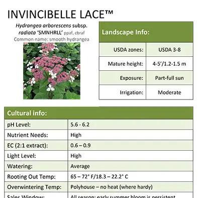 Invincibelle Lace™ Hydrangea Grower Sheet - Spring Meadow Nursery