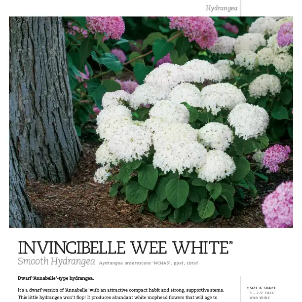 Proven Winners® ColorChoice® Invincibelle Wee White® Hydrangea ...