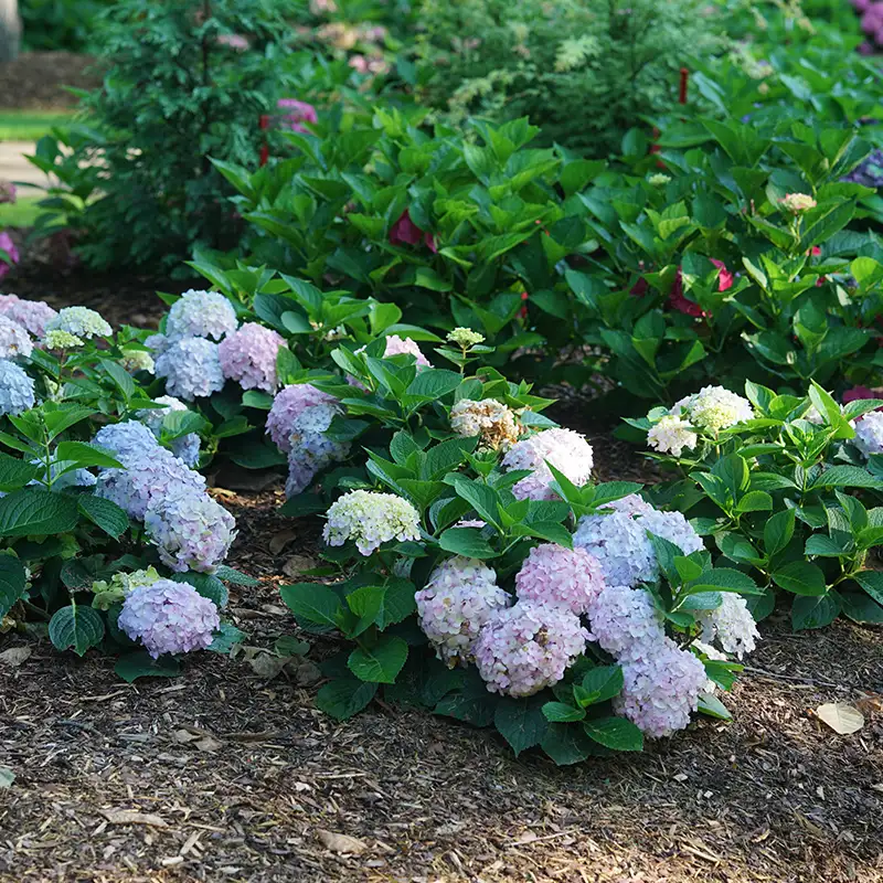 Wee Bit Innocent hydrangea | Spring Meadow - wholesale liners - Spring ...