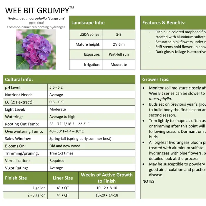 Wee Bit Grumpy Hydrangea Professional Grower Sheet - Spring Meadow Nursery