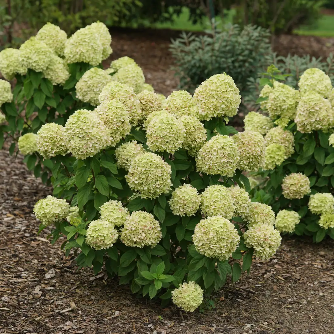 Powerball Panicle Hydrangea | Spring Meadow - wholesale liners - Spring ...