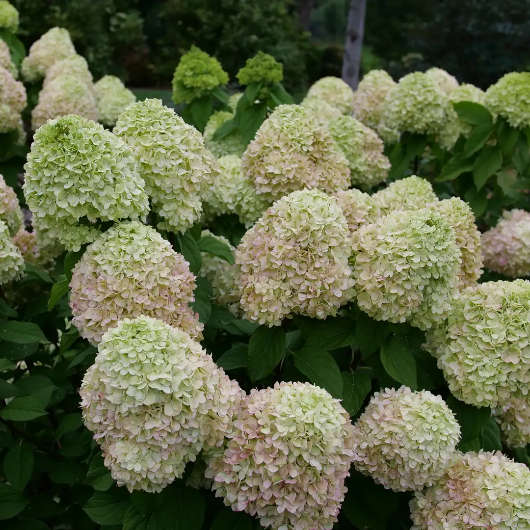 Powerball Panicle Hydrangea | Spring Meadow - wholesale liners - Spring ...