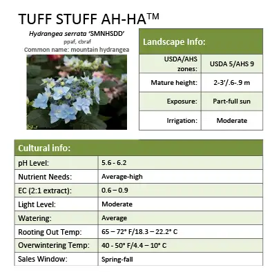 Tuff Stuff Ah-Ha Hydrangea Grower Sheet - Spring Meadow Nursery