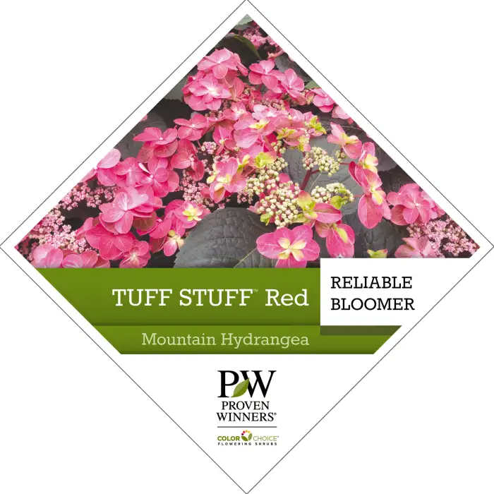 Tuff Stuff Red Hydrangea Tag - Spring Meadow Nursery