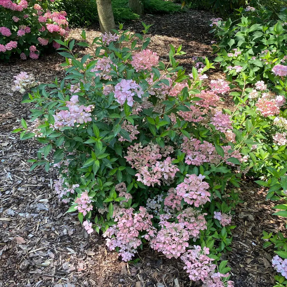 Fairytrail Fresco Cascade Hydrangea | Spring Meadow - wholesale liners ...