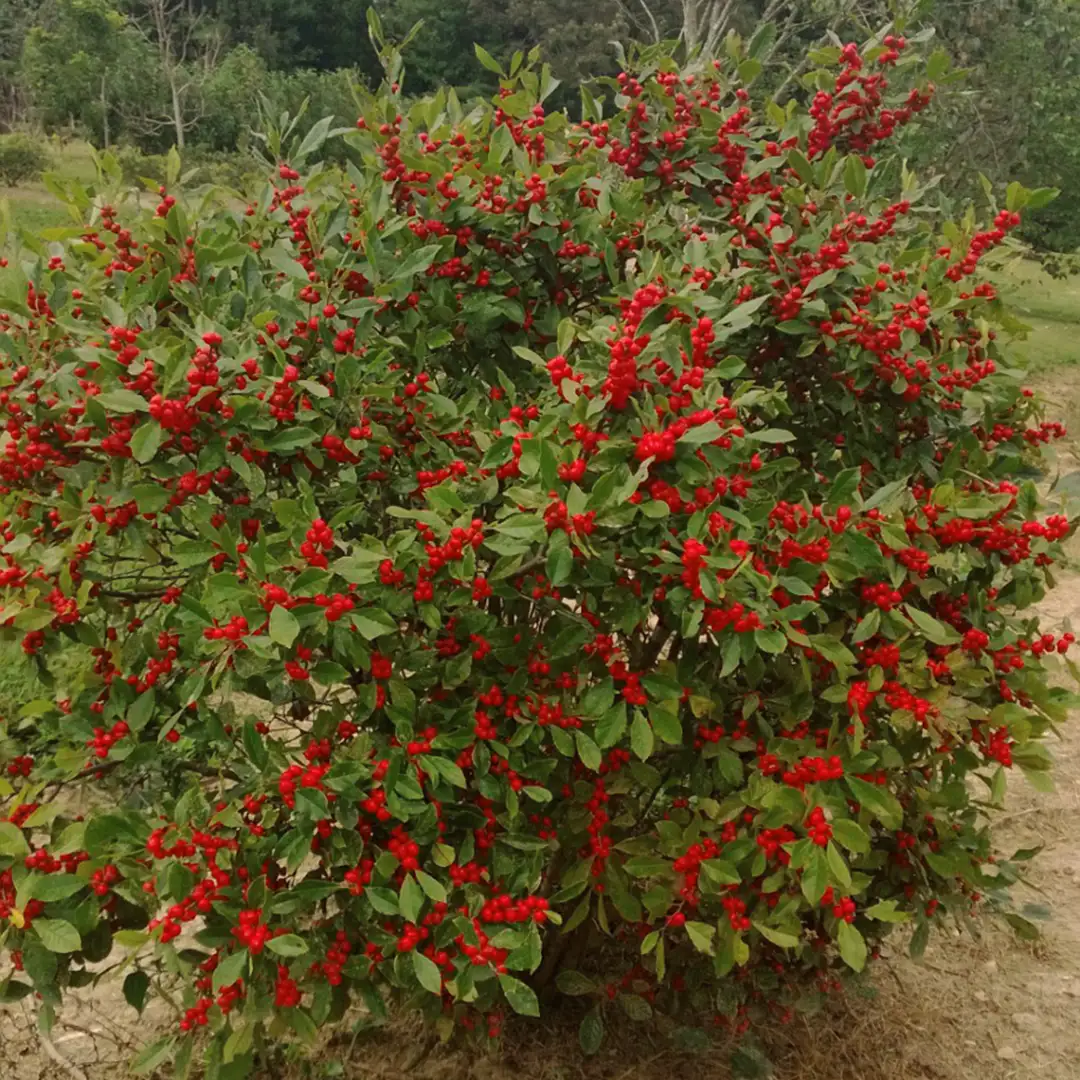Little Goblin Red Ilex | Spring Meadow - wholesale liners - Spring ...