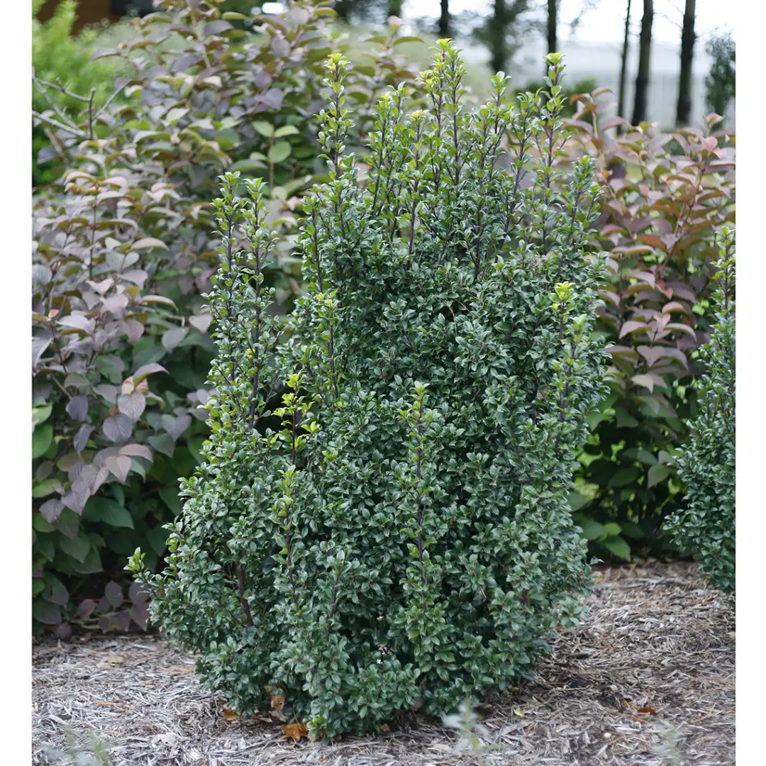 Castle Wall Ilex | Spring Meadow - wholesale liners - Spring Meadow Nursery