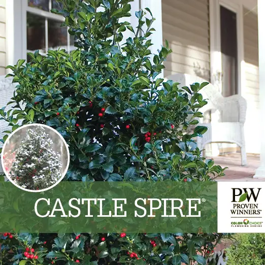 Castle Spire® Ilex Benchcard - Spring Meadow Nursery