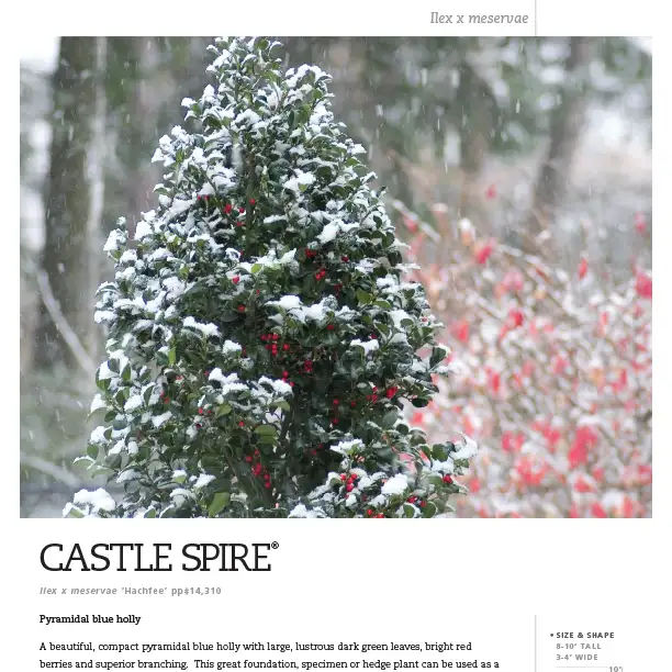 Castle Spire Ilex Spec Sheet - Spring Meadow Nursery