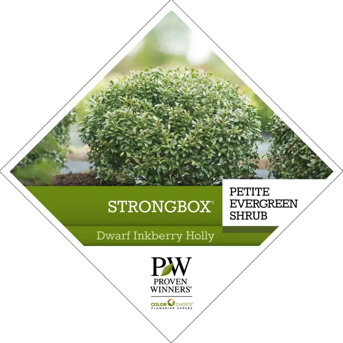 Strongbox® Ilex Tag - Spring Meadow Nursery